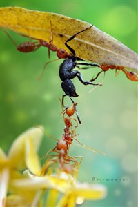 Ant in Magic World. | Royal Road