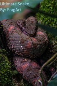 Ultimate Snake | Royal Road