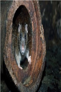 Sewer rat | Royal Road