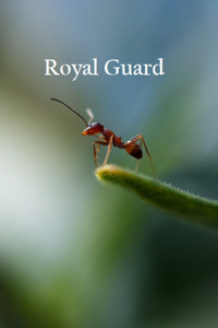 Royal Guard (Complete) | Royal Road