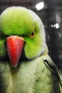 ISSTH Contest Lives of Those Touched | Royal Road