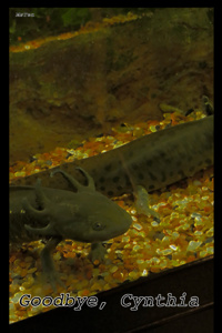 Goodbye, Cynthia | Royal Road