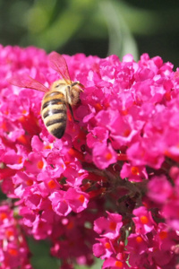 The Demon King (or lowly Queen Bee) | Royal Road