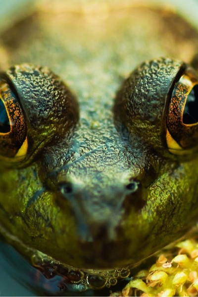 Chapter 45 - Jar Bird Boogie - A Frog Back In Water - Yu-Gi-Oh DM ...