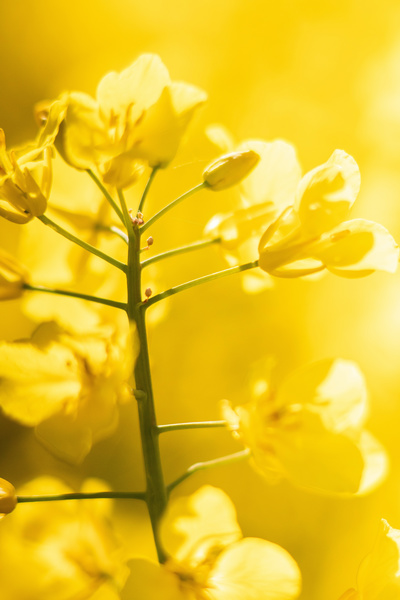 Fantastic Mrs. Fox | Royal Road