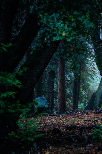 Full Body Scan - Hans and Gretta | Royal Road