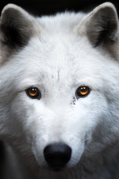 Chapter 37 - Jujutsu Kaisen: Becoming the strongest as Yuji Itadori ...