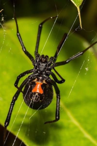 Chapter Four - My Hero Academia: Arachnophobia (Villain Timeline ...