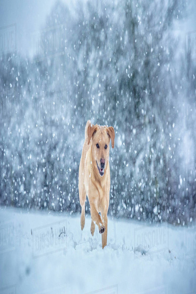 Red Snow - Red Snow | Royal Road