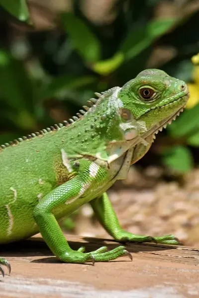 Reincarnated As A Lizard | Royal Road