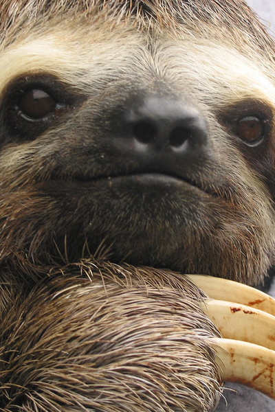 Chapter 1 - Sloth (re)incarnated - Rest In Peace (A Pokemon Fanfiction ...