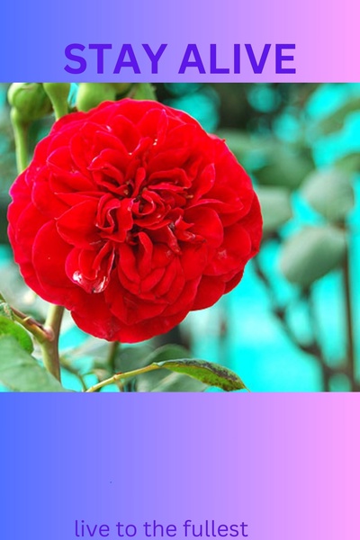 STAY ALIVE | Royal Road