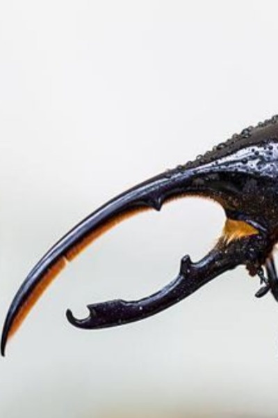 6: Wayne - The Lowliest Lifeform (Isekai'd Into A Beetle Xianxia Story ...